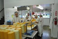 Colby Cheese – Williams Cheese